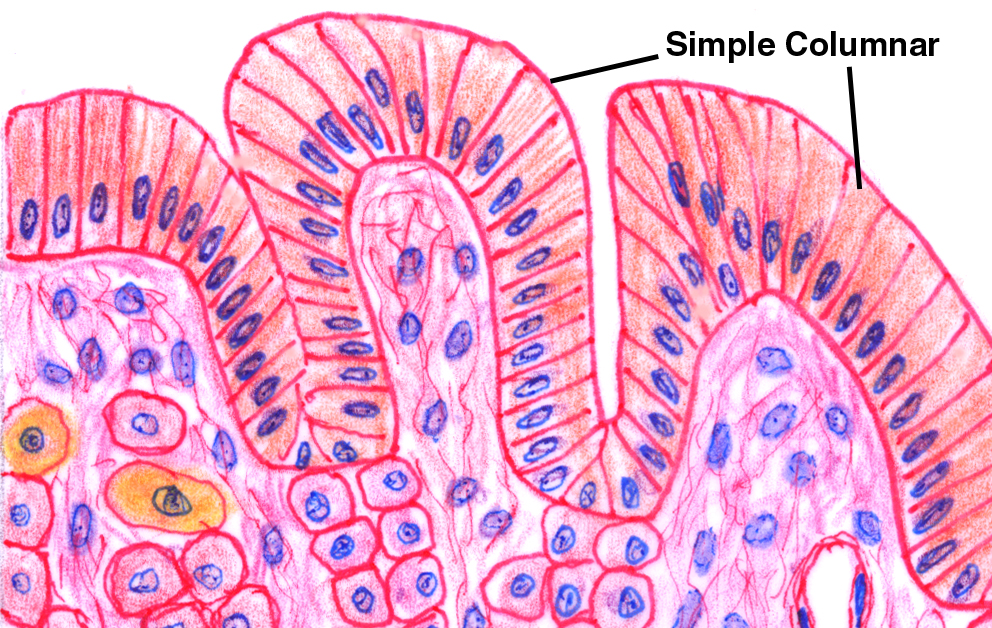Simple Columnar Epithelium A Labeled Diagram And Simple Columnar